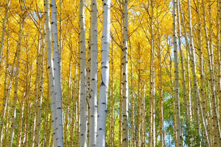 Track Fall Colors in San Juan National Forest – Durango Quality Inn ...